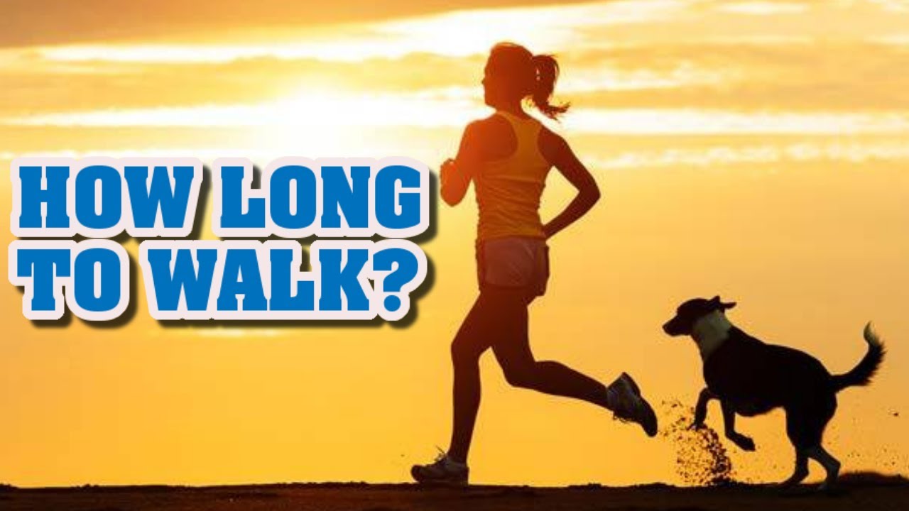 How Many Miles Should I Walk My Dog Updated March 2023 Wikidoggia how-many-miles-should-i-walk-my-dog-updated-march-2023-wikidoggia