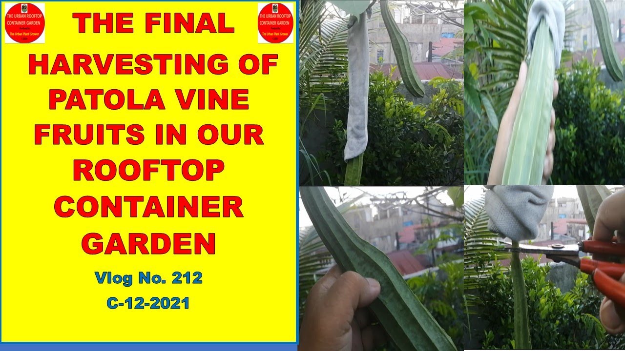 The Final Harvesting of Matured Patola Vine Fruits In Our Rooftop ...