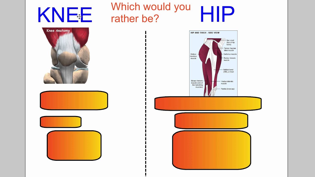 Muscles and Joints (Part 2) (IB Biology) - YouTube