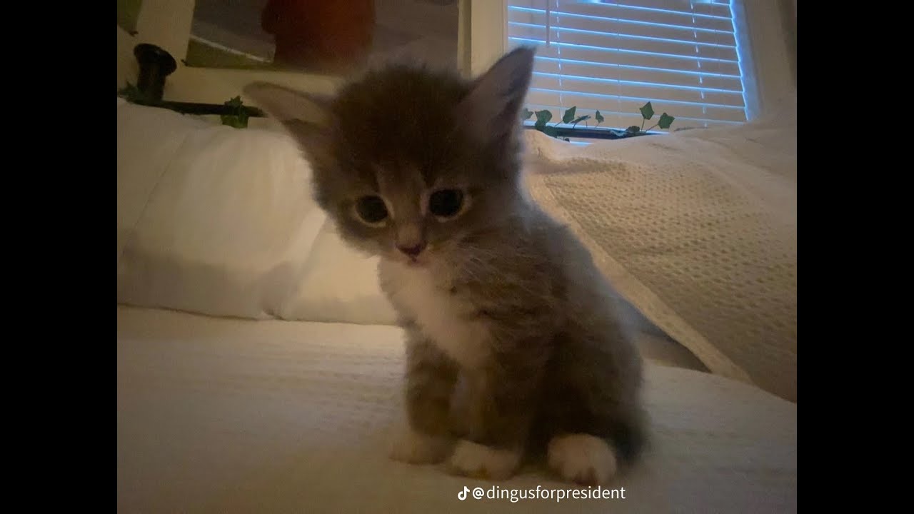 PAYDAY 2 Framing frame DSOD solo armorer no (downs, AI, converts ...