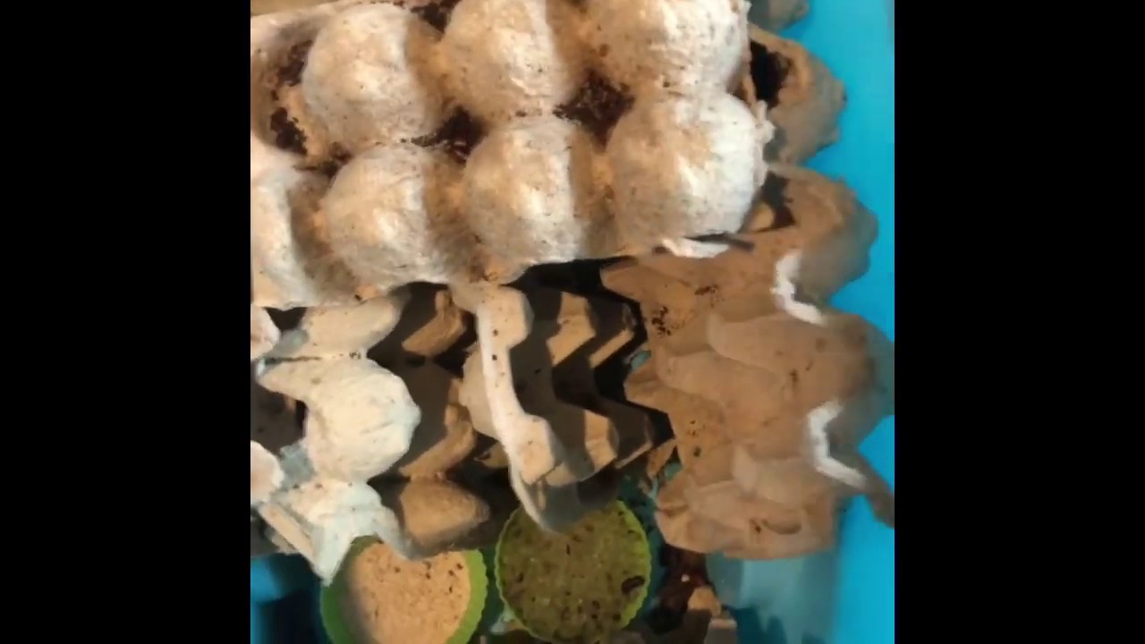 My B. Lateralis roach set up guide - YouTube