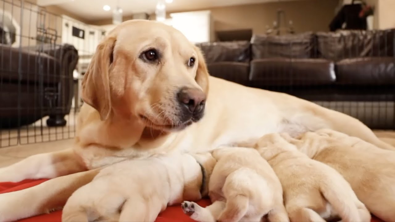 Lab Momma and Her Puppies - YouTube