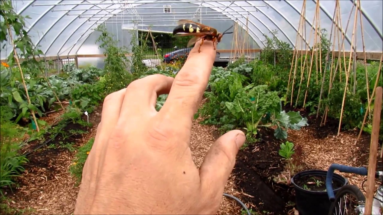 Giant Wasp Friend - YouTube