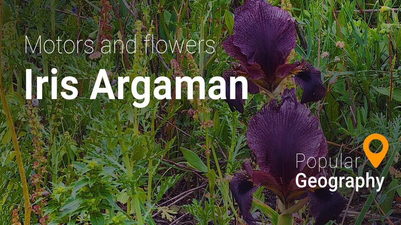 Dark Purple Iris | Iris Argaman Nature Reserve - YouTube