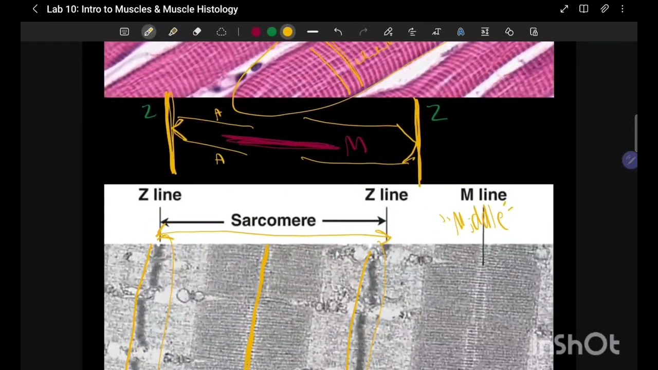 Z Line Histology