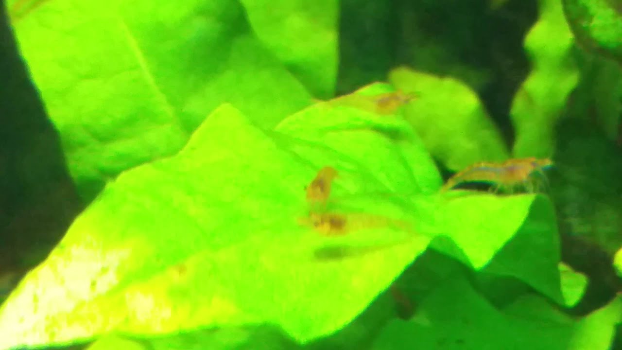 Baby Red Cherry Shrimp - YouTube