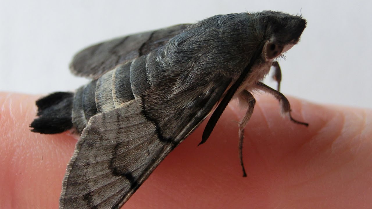Macroglossum stellatarum preparing for the first flight - YouTube