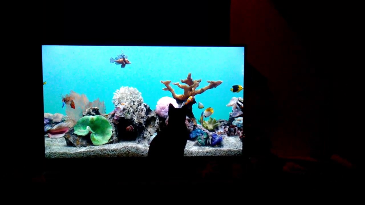 Buddy the Cat chases Roku Tv fish. - YouTube