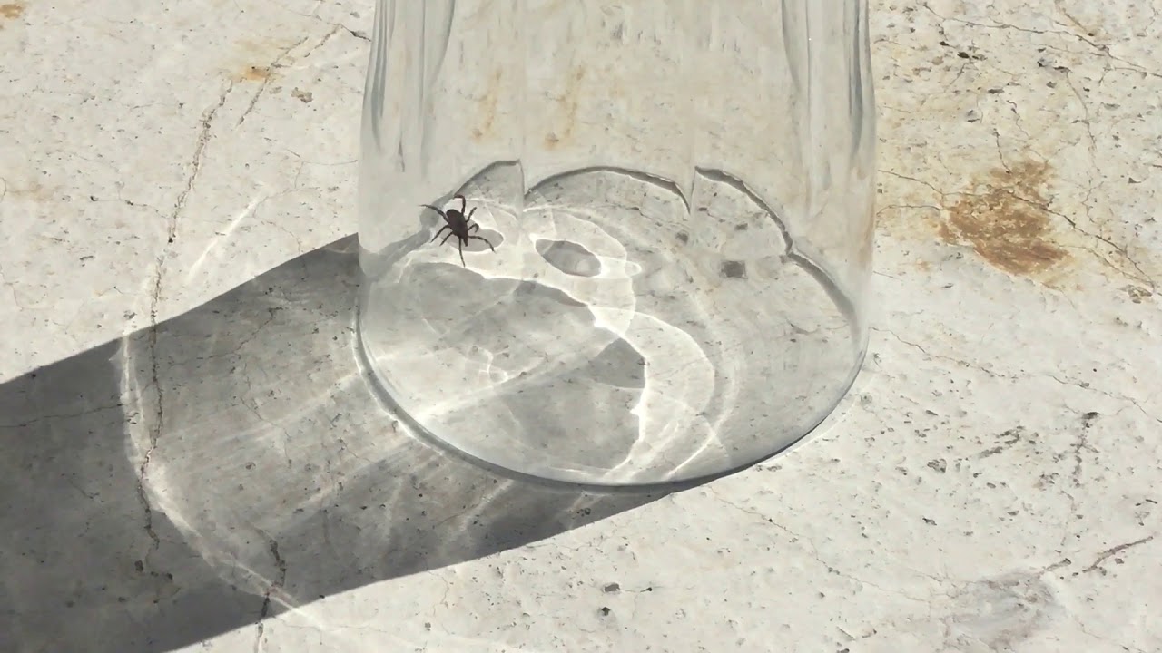 Giant Tick Invasion.... ughhhhh! - YouTube