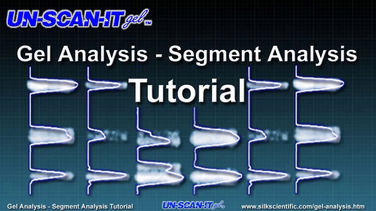 Gel Analysis - Segment Analysis Tutorial - YouTube