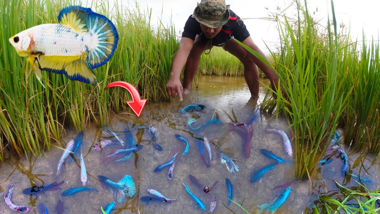 Wonderful Day Catch And Found A Lot Betta Fish And Lovely Betta Fish In ...