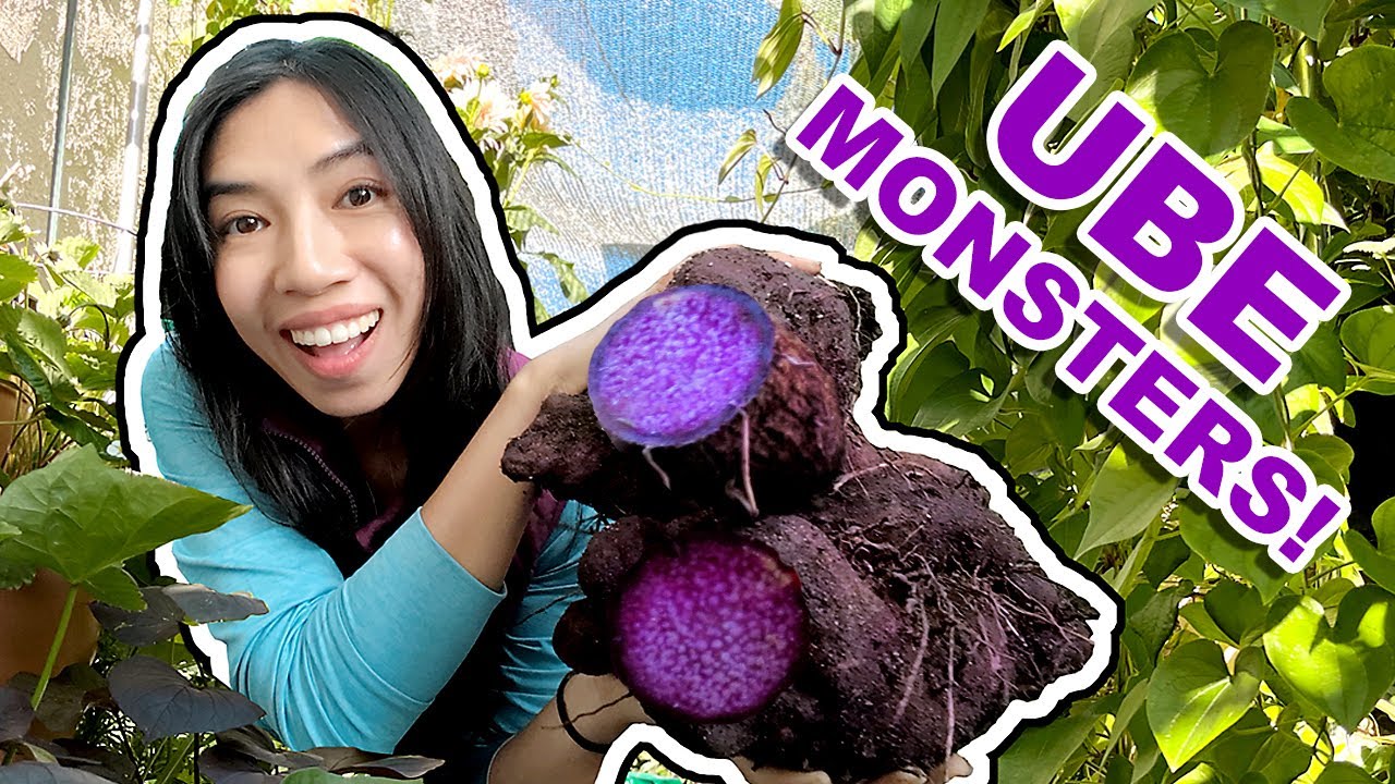 Giant Ube (Purple Yam): Must know this before you plant! ⚠️ - YouTube