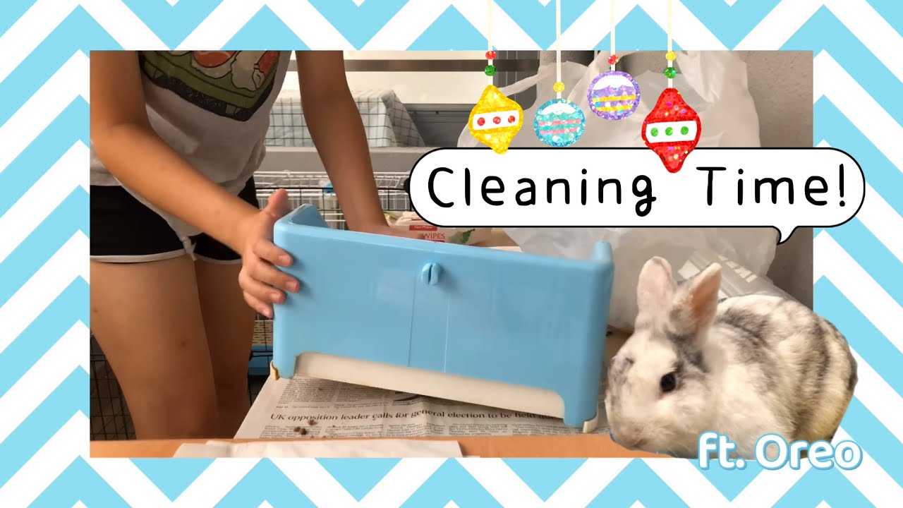 Cleaning time ft. Oreo 🧹 - YouTube
