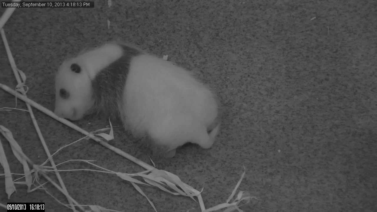 Panda Cub Rolls Over - YouTube