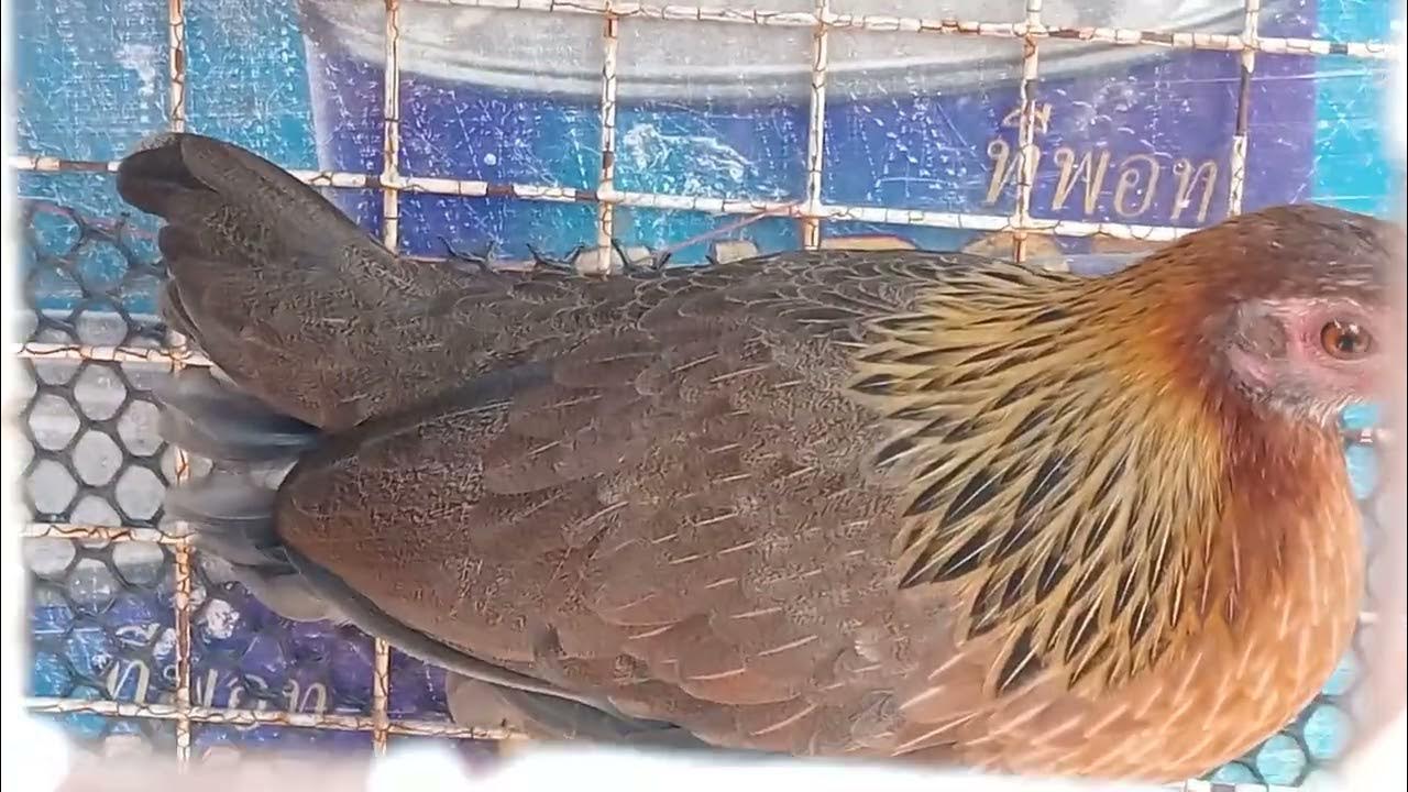 16 (3)me nyuam nkauj qaib me. 2025 - YouTube