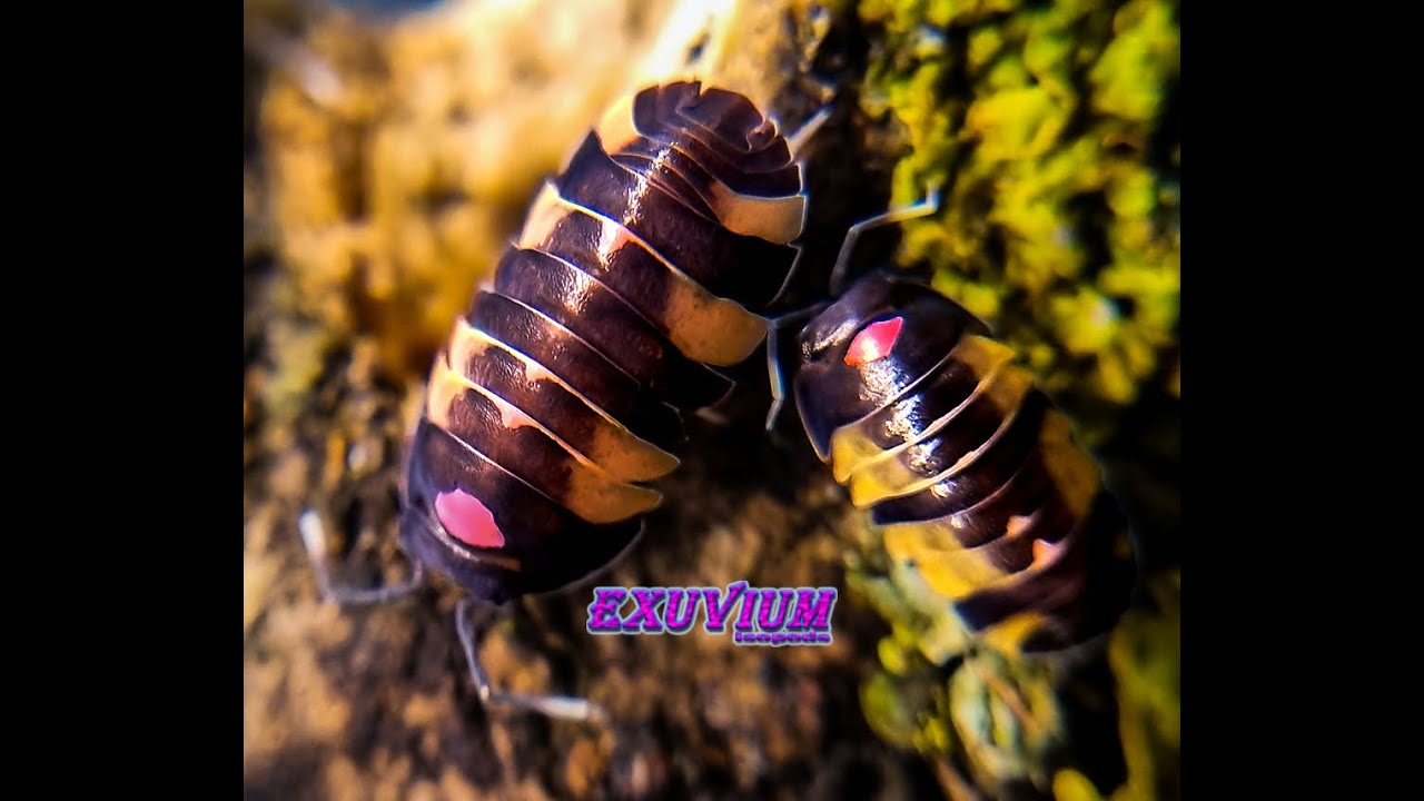 Merulanella sp Pink Lambo : rare exotic beauty - YouTube