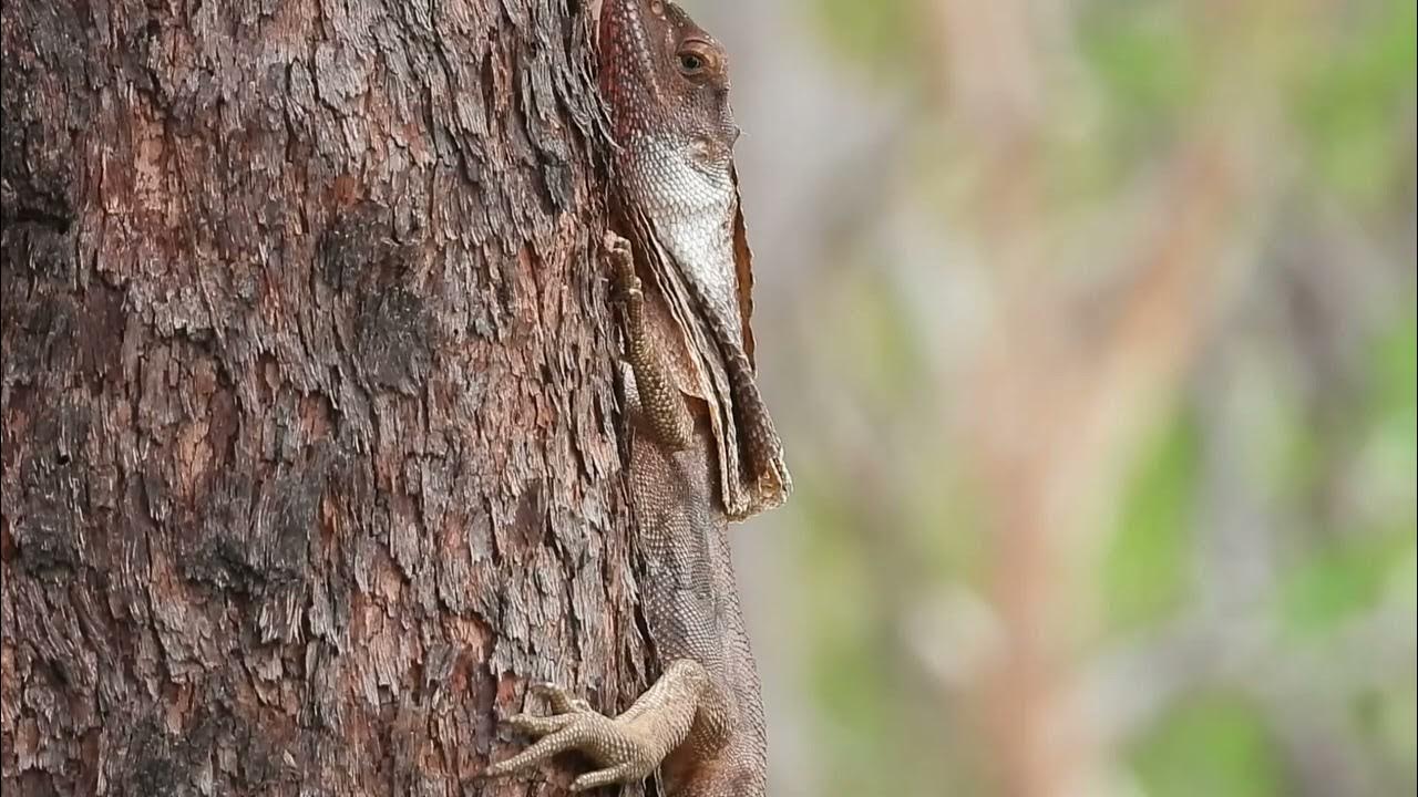 Australian Wild Animals: Frill-Necked Lizard - Part 1 - YouTube