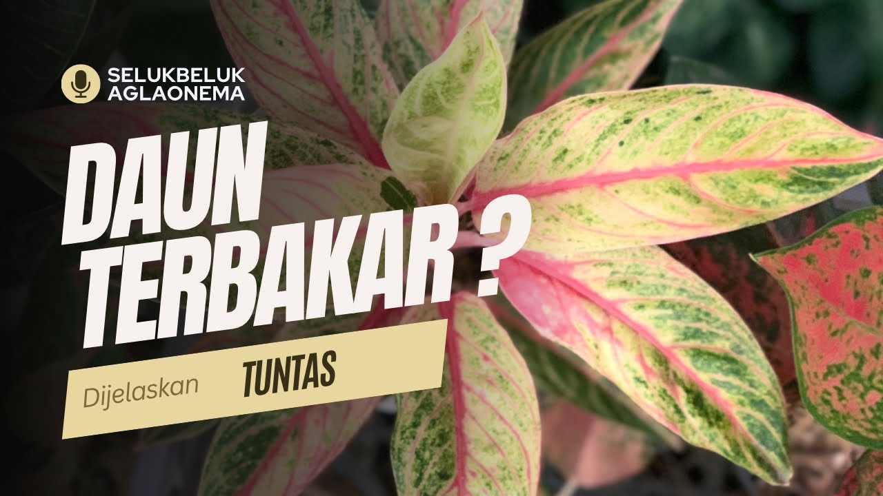 TipBURN ? Daun Terbakar ? Daun Menggulung ? Dijelaskan Tuntas !!! - YouTube