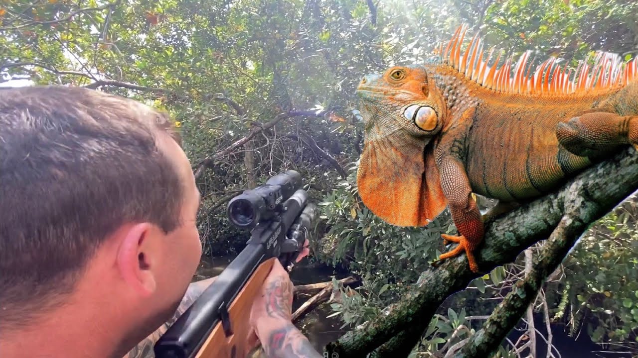 Florida Man Teams Up and Removes iguanas with Air Rifles! .30 Cal ...