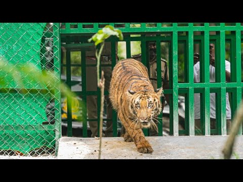 Rewilding Tiger. Wildlife Rehabilitation on a New High - YouTube