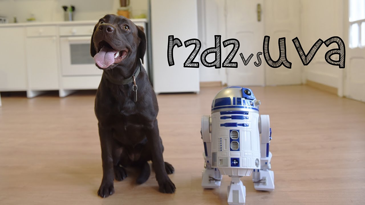 R2-D2 Has a Special Message for This Puppy Lab! - YouTube