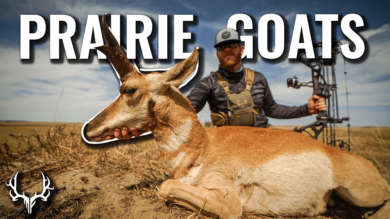 Bow Hunting Pronghorn in the Open Prairie | "Prairie Goats" - YouTube
