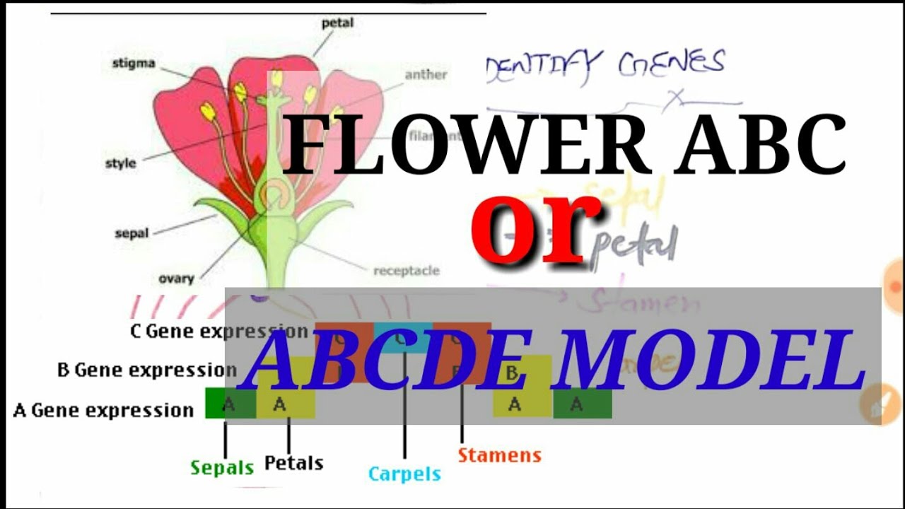 ABC MODEL OR ABCDE MODEL FOR flower development in HINDI - YouTube