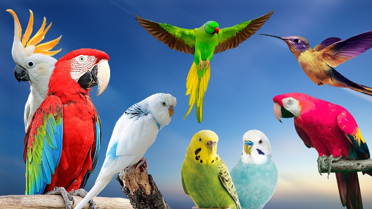 Colorful Birds in 4K | Beautiful Bird Sounds | Parrot, Ducks, Parrots ...