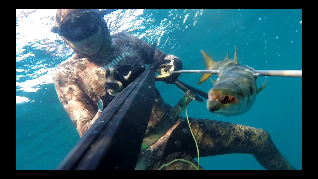 Turna-kefal-Sargoz-eskina izmir zipkin avi (pesca submarina,pescasub ...