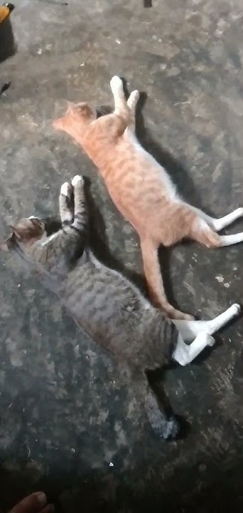bisa pas gitu kucing viral - YouTube
