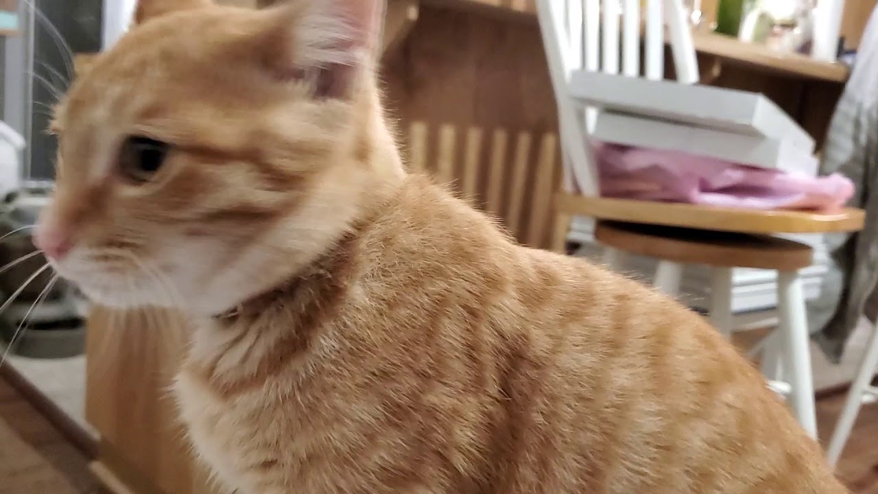 INTRODUCING SIR SALMON (SAMI) THE ORANGE KITTEN NEWEST ADDITION TO THE ...