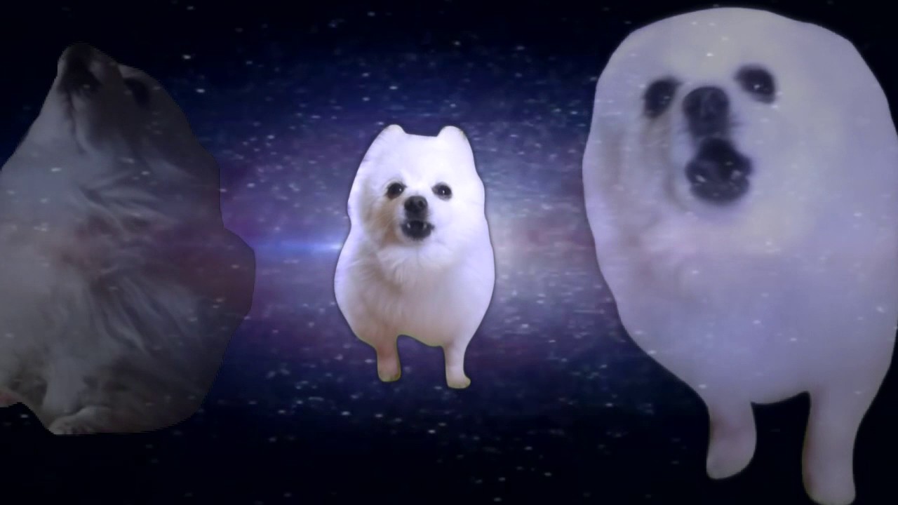 Shooting Stars Gabe the dog - YouTube