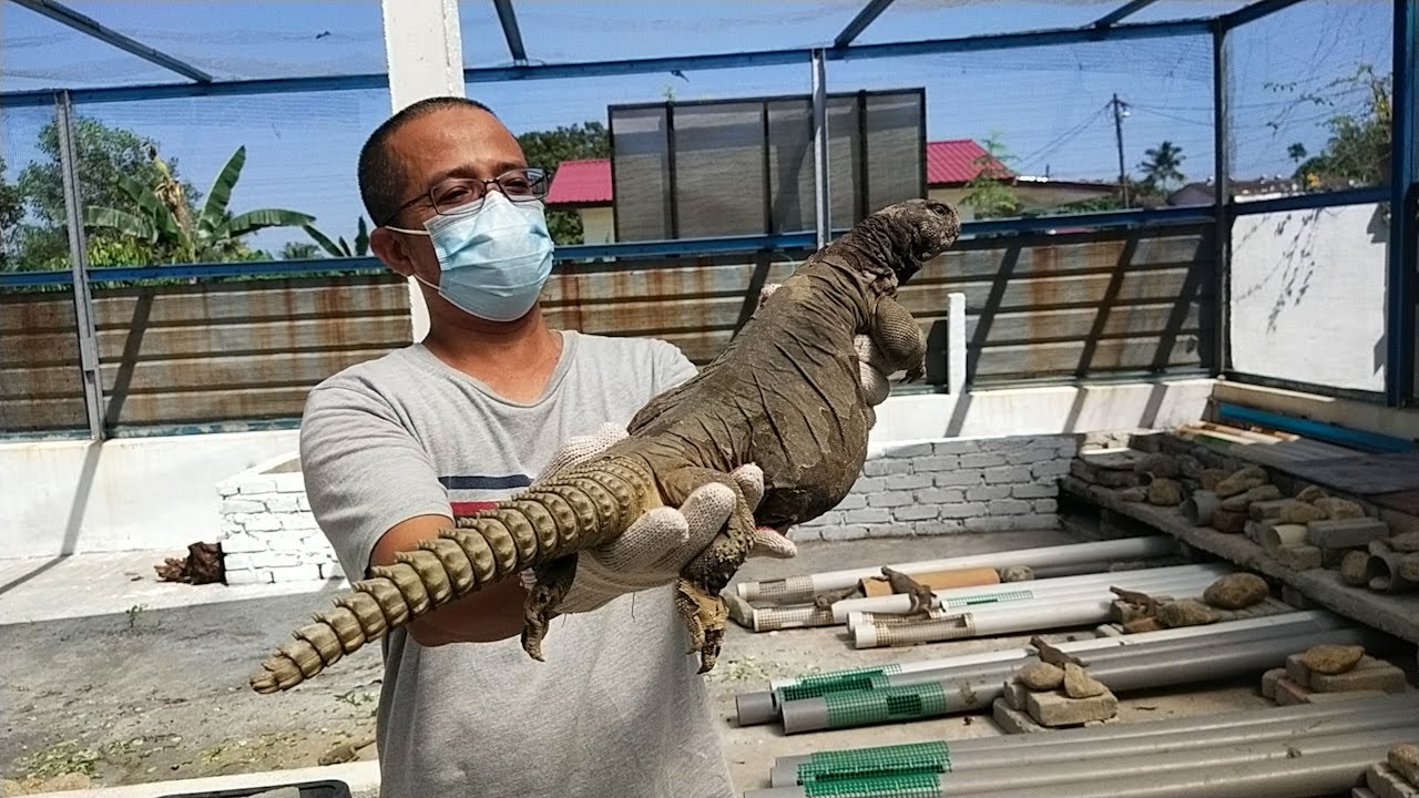 Ustaz Azhar kini penternak dhab - YouTube