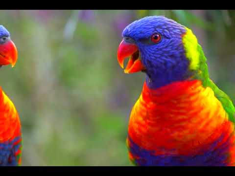 RiFF RAFF - MANGO MACHETE (Official Music Video)