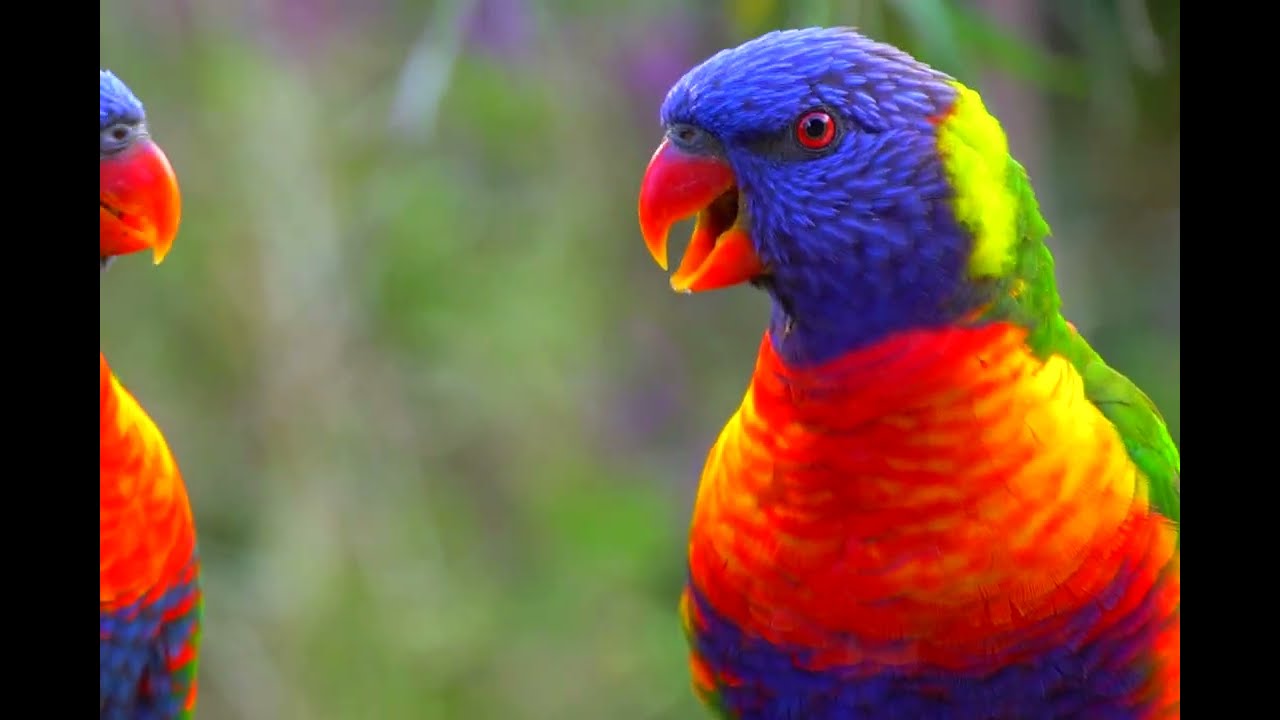 RiFF RAFF - MANGO MACHETE (Official Music Video) - YouTube