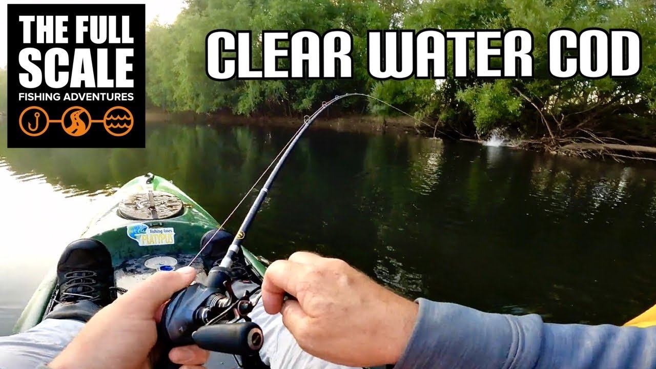 Clear Water Murray Cod | The Full Scale - YouTube