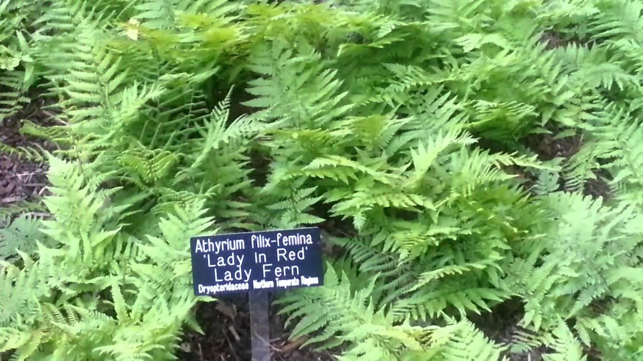 Athyrium filix-femina 'Lady in Red / Lady Fern - YouTube