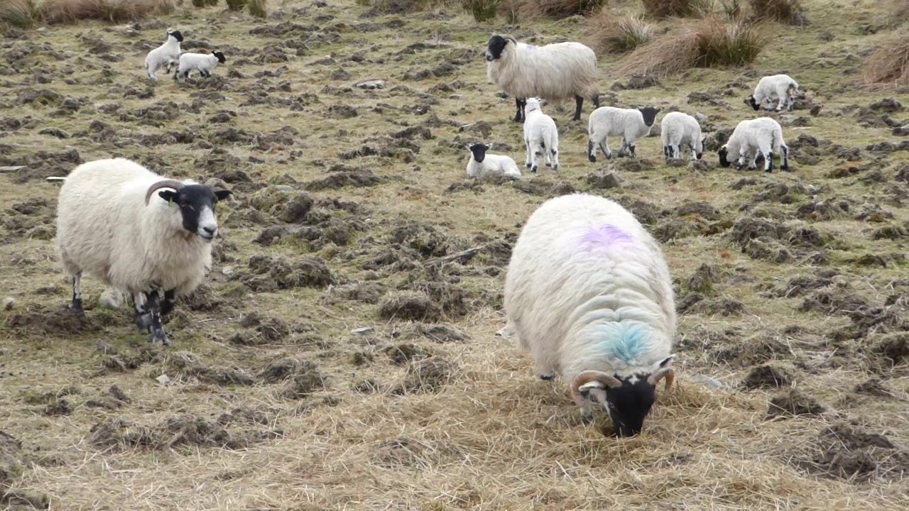 Spring Sheep And Lambs Glen Quaich Highland Perthshire Scotland - YouTube