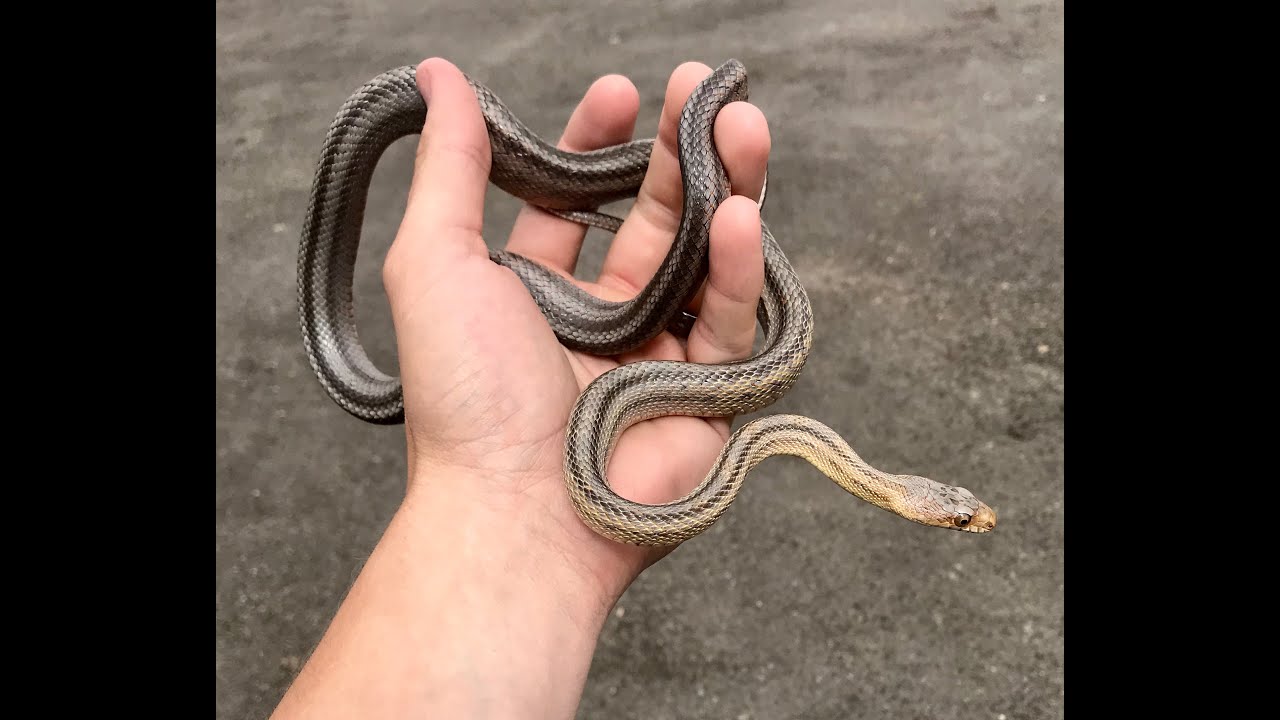 Snake Hunt 2018 Part 5: The Reveal - YouTube