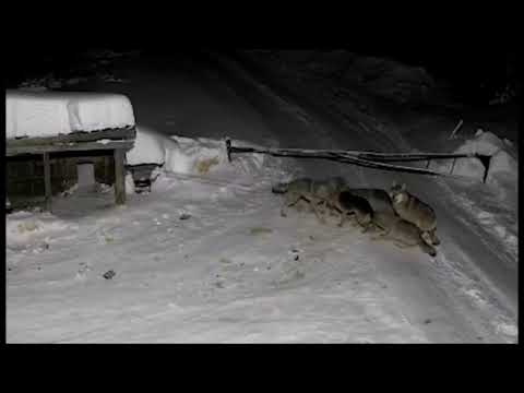 Волки Оборотни разорвали Собаку на цепи НАПАДЕНИЕ НА ДЕРЕВНИ