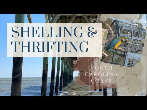 Shelling Holden Beach NC | Thrifting Southport | Sea Biscuits & Sharks ...