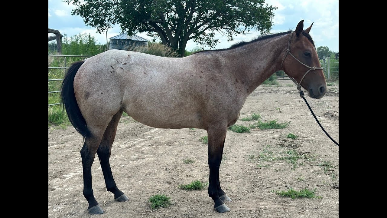 Montana's Ruby - 2021 AQHA Bay Roan Mare - YouTube