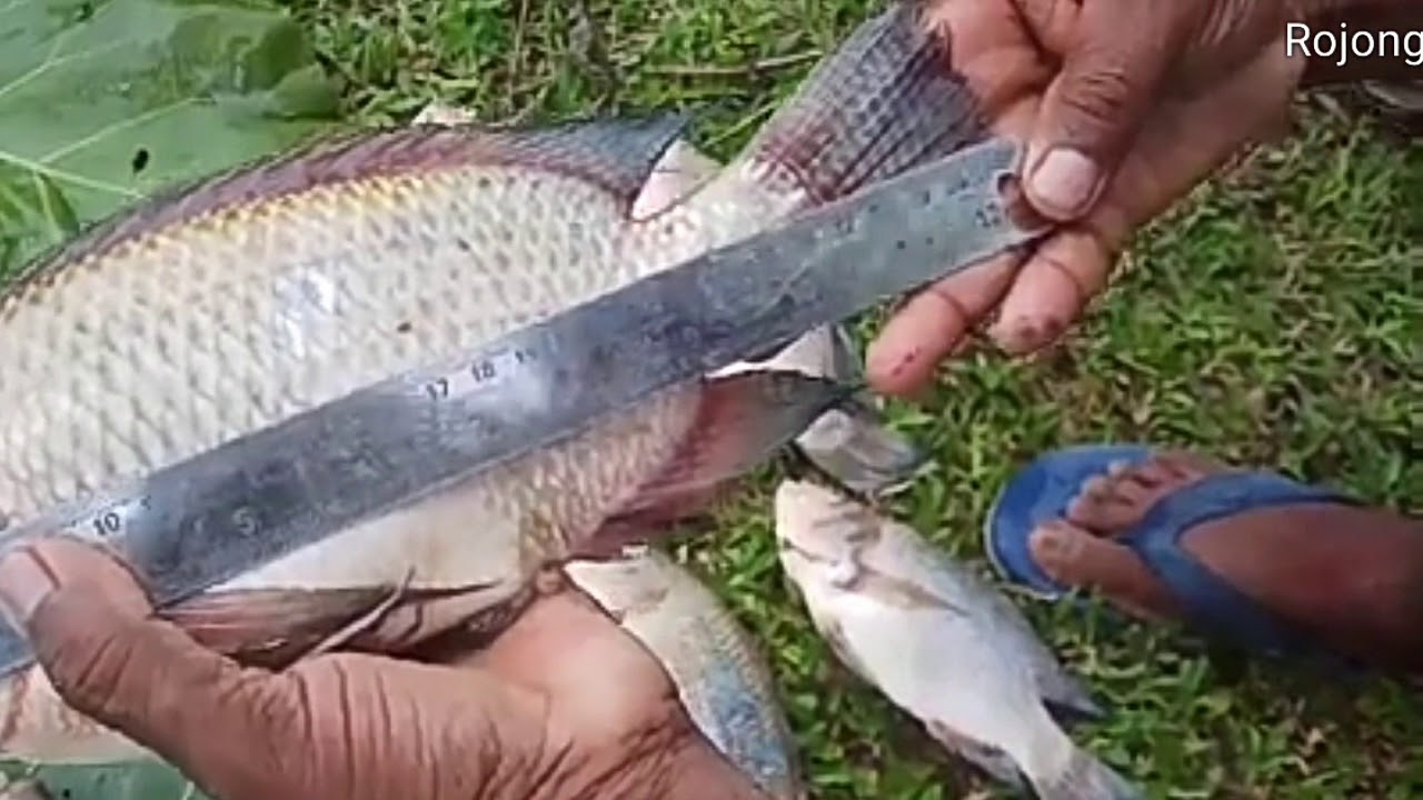 Successful Fish Farming Tilapia || Gift Scheme 2017 -18 || Tripura ...