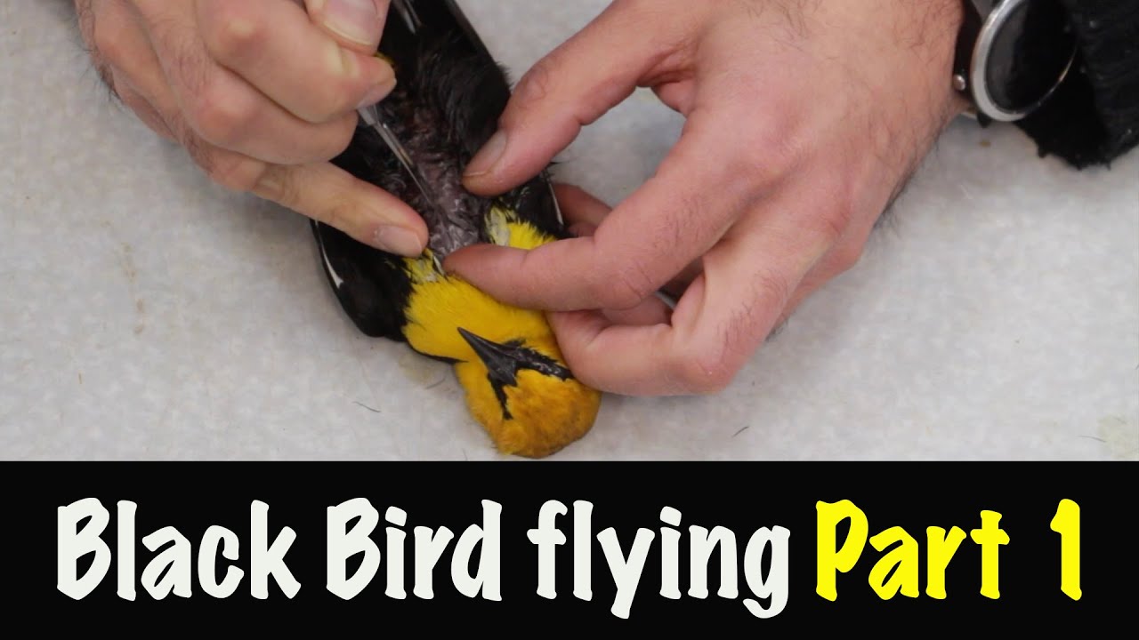Black Bird tutorial Part 1. Skinnin and Fleshing - YouTube