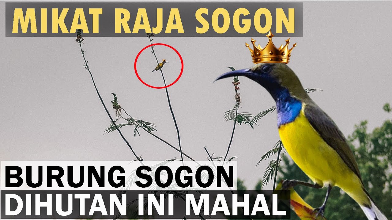 MIKAT RAJA BURUNG SOGON DI HUTAN YANG PENUH DENGAN MITOS - YouTube