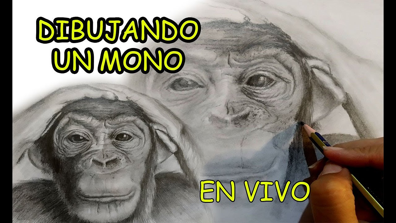 DIBUJANDO UN MONO PASO A PASO-REALISTA - YouTube