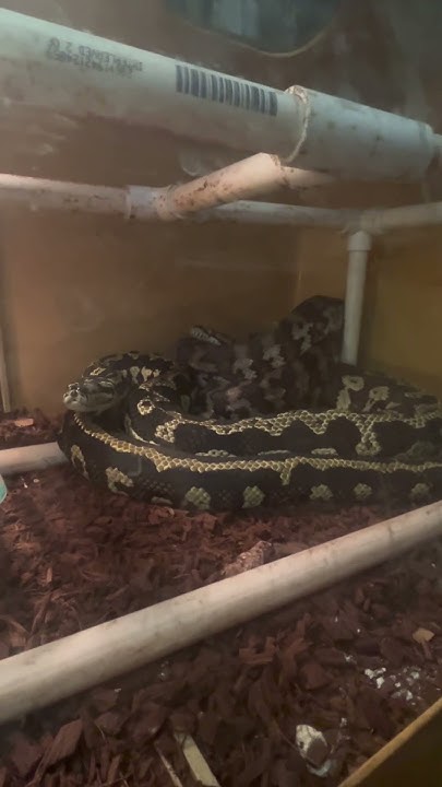 I love this Carpet python behavior. It is absolutely perfect. #Reptiles ...
