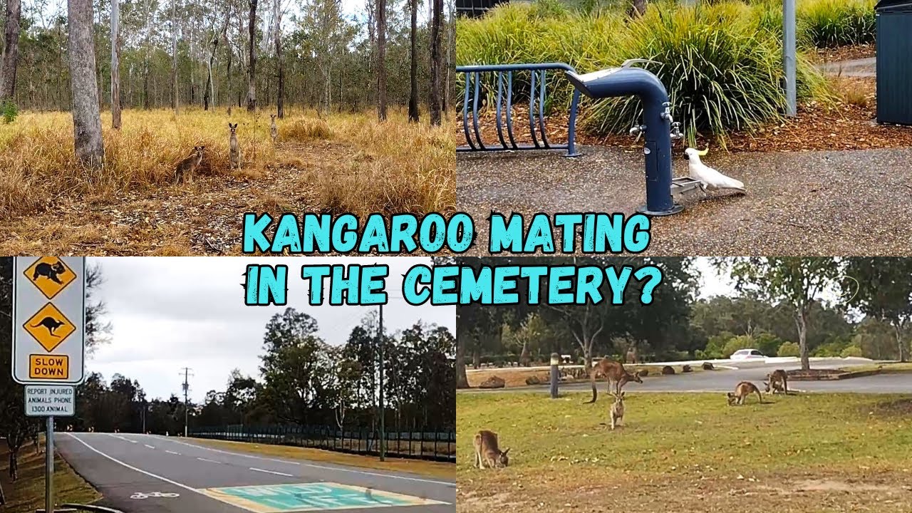 Land of the Kangaroos! The kanga vlog + koala hunting - YouTube