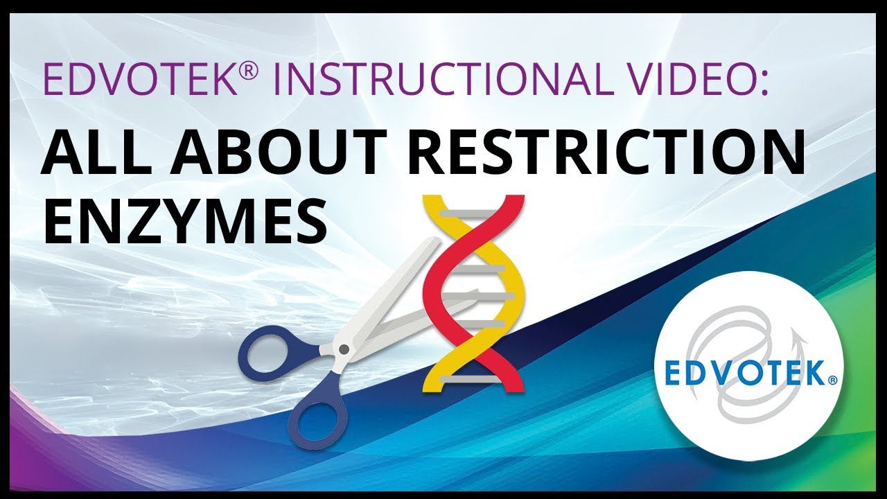 Edvotek Instructional Video: All About Restriction Enzymes - YouTube