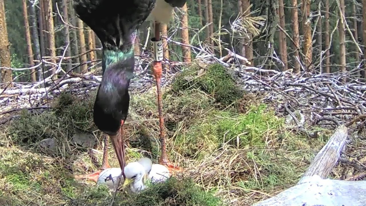 Must-toonekurg~Hatch progress! Little is moving & Hole is getting ...